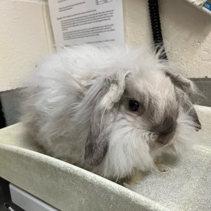 Adopt | Wisconsin Humane Society