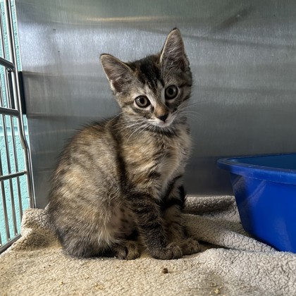 Adopt | Wisconsin Humane Society