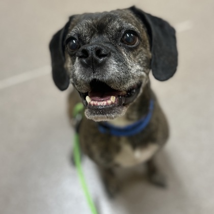 Boomer | Wisconsin Humane Society