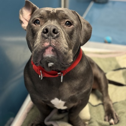 Adopt | Wisconsin Humane Society