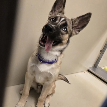 Hughy | Wisconsin Humane Society