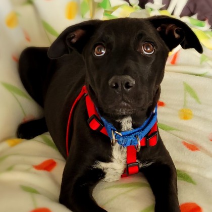 Adopt | Wisconsin Humane Society