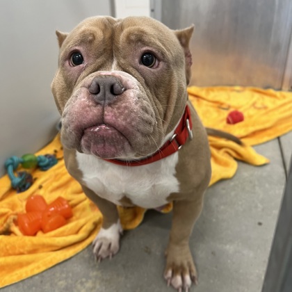 Adopt | Wisconsin Humane Society