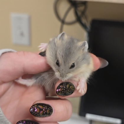 Lemon Meringue | Wisconsin Humane Society