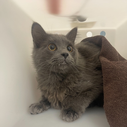 Greybe | Wisconsin Humane Society