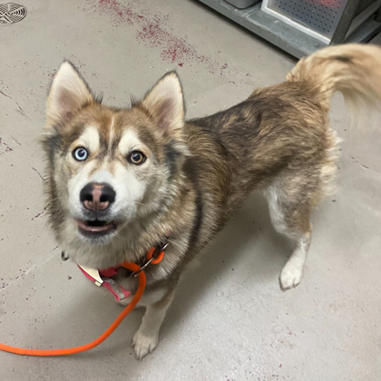 Stray Animal Listings at WHS | Wisconsin Humane Society