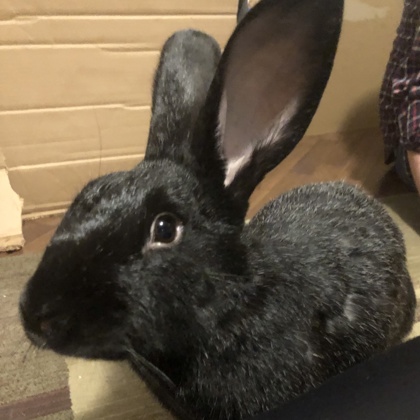 Adopt | Wisconsin Humane Society