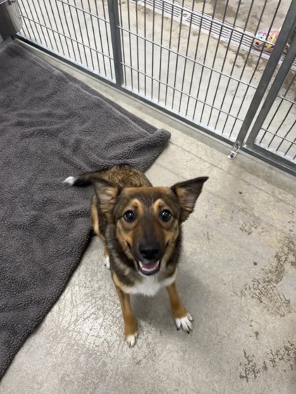 Stray Animal Listings at WHS | Wisconsin Humane Society