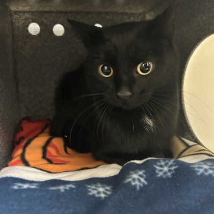 Adopt | Wisconsin Humane Society