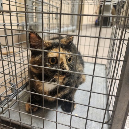 Tori | Wisconsin Humane Society
