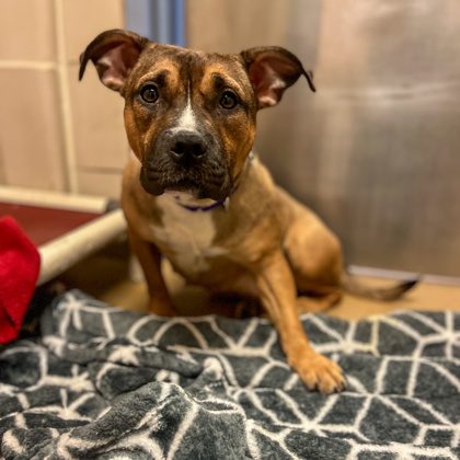 Adopt | Wisconsin Humane Society