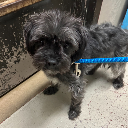 Stray Animal Listings at WHS | Wisconsin Humane Society