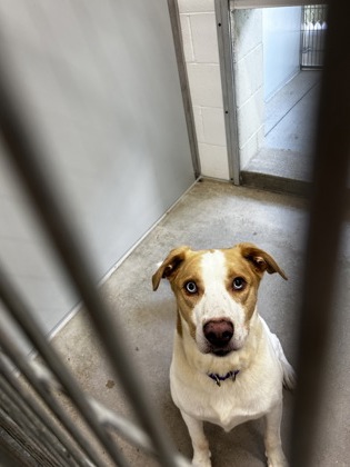 Adopt | Wisconsin Humane Society