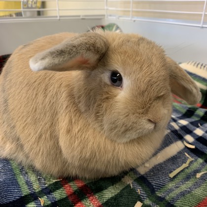 Adopt | Wisconsin Humane Society