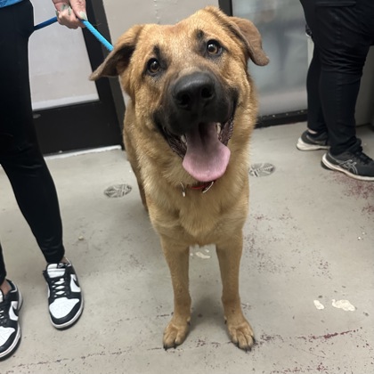 Stray Animal Listings at WHS | Wisconsin Humane Society