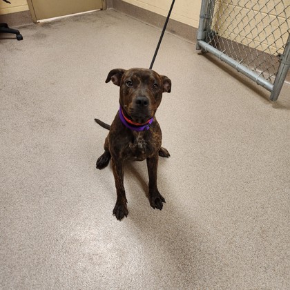 Stray Animal Listings at WHS | Wisconsin Humane Society