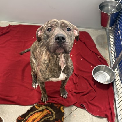 "Mudslide" | Wisconsin Humane Society