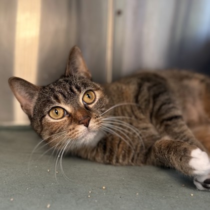 Adopt | Wisconsin Humane Society