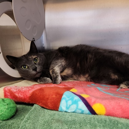 Adopt | Wisconsin Humane Society