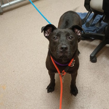 Stray Animal Listings at WHS | Wisconsin Humane Society