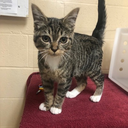 Adopt | Wisconsin Humane Society