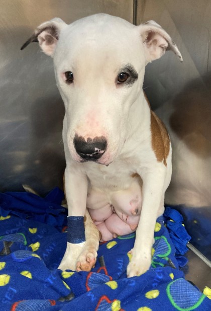 Stray Animal Listings at WHS | Wisconsin Humane Society