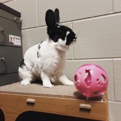 Adopt | Wisconsin Humane Society