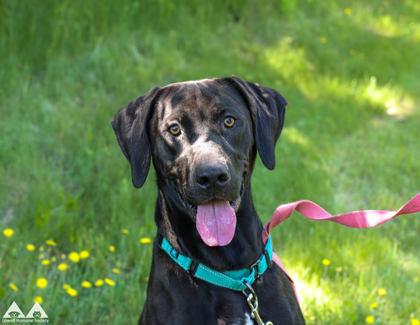 Available Dogs | Lowell Humane Society | Animal Shelter & Humane Education