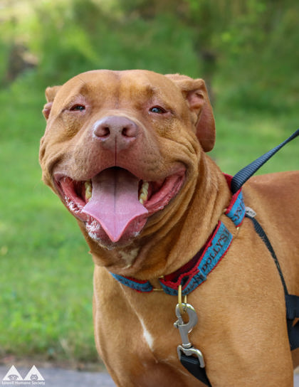 Available Dogs | Lowell Humane Society | Animal Shelter & Humane Education