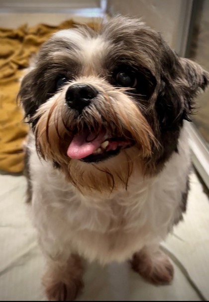 Dogs - Brevard Humane Society