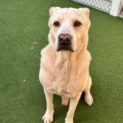 Dogs - Brevard Humane Society