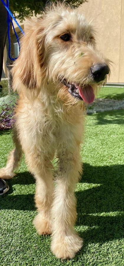 Irish Wolfhound Golden Retriever Mix