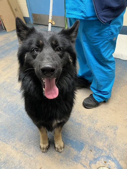 24Petconnect: Lost, Found, and Adoptable Animals