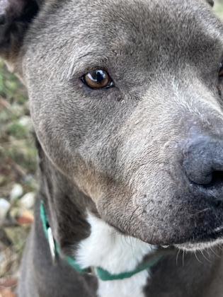24Petconnect: Lost, Found, and Adoptable Animals