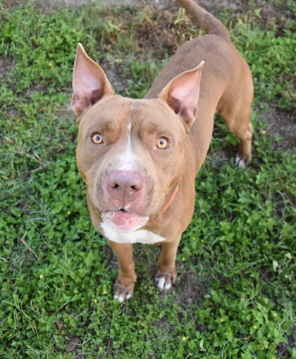 24Petconnect: Lost, Found, and Adoptable Animals