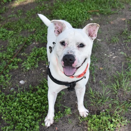 24Petconnect: Lost, Found, and Adoptable Animals
