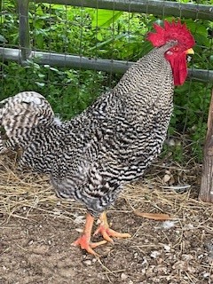 24Petconnect: Lost, Found, and Adoptable Animals