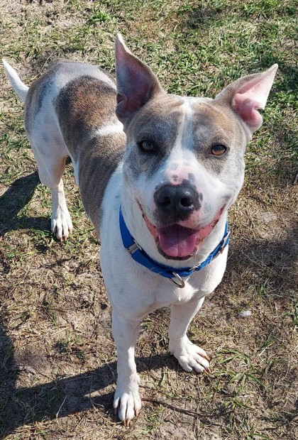 24Petconnect: Lost, Found, and Adoptable Animals