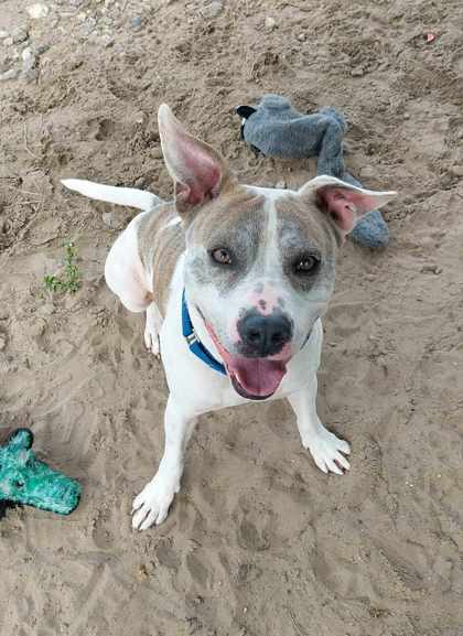 24Petconnect: Lost, Found, and Adoptable Animals