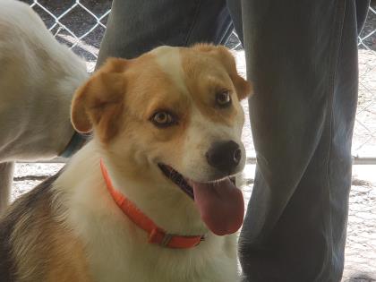 Animal Search - Midcoast Humane