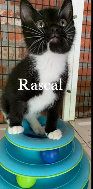 Pet Details for Rascal - Midcoast Humane