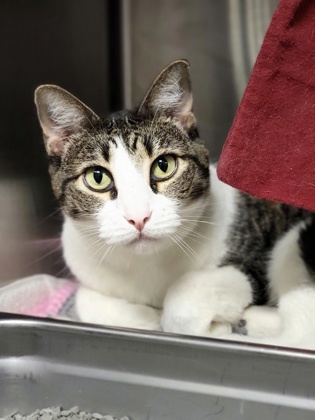 Find the Purrfect Pet Today with Midcoast Humane Society