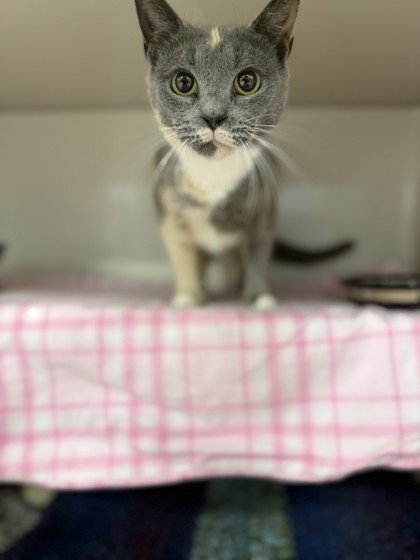 Pet Details for Penelope Foster-to-Adopt - Midcoast Humane