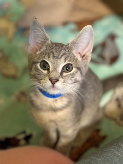 Pet Details for Dusty - Midcoast Humane