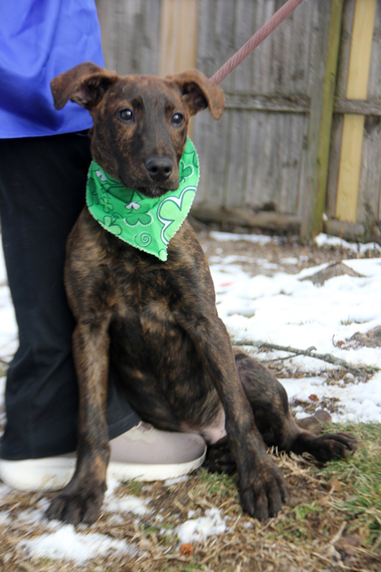 Rescue an Adoptable Dog or Puppy Today