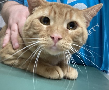 Adoptable Cats - Kyhumane