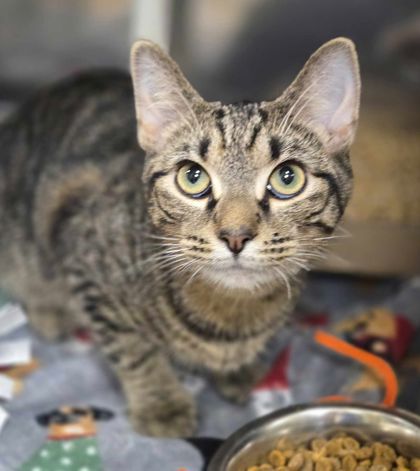 Adoptable Cats - Kyhumane