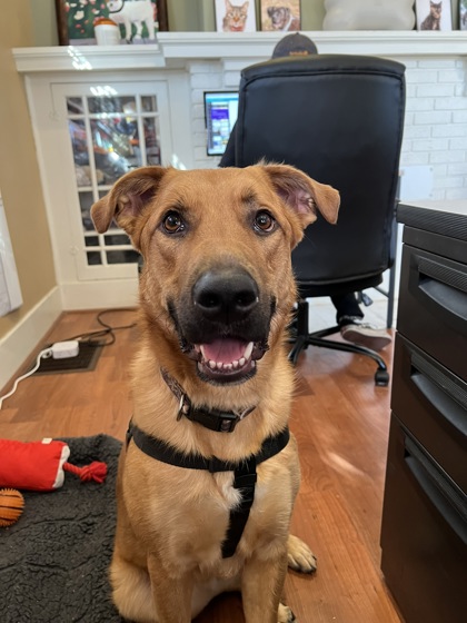 Adoptable Dogs - Kyhumane