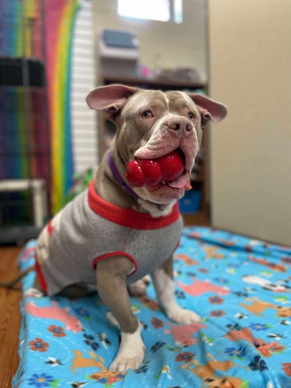 Adoptable Dog Details - Kyhumane