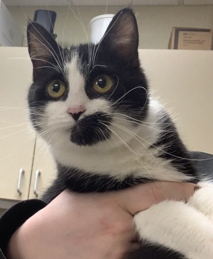 Adoptable Cats - Kyhumane